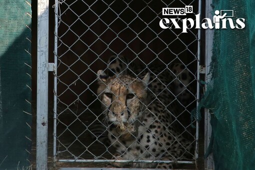 Kuno Cheetah Deaths: Here's Why Satellite Collars Being Blamed & What ...