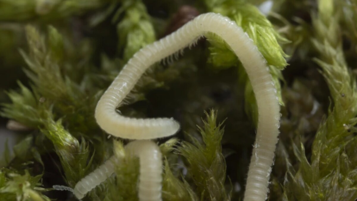 A New Millipede Species is Crawling Under LA. It’s Blind, Glassy and ...