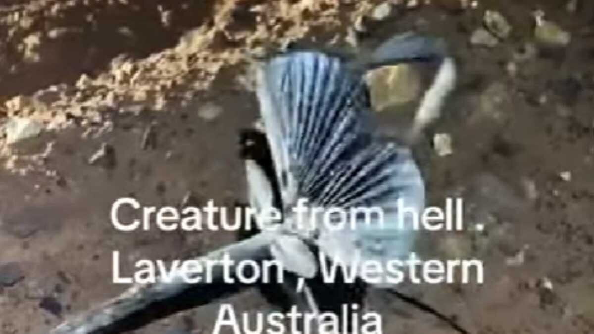 What Is The 'Creature From Hell' And Why Are Australians Terrified? | Viral News - News18