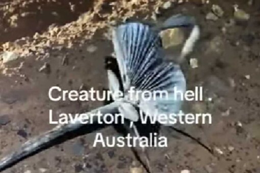 What Is The 'Creature From Hell' And Why Are Australians Terrified ...