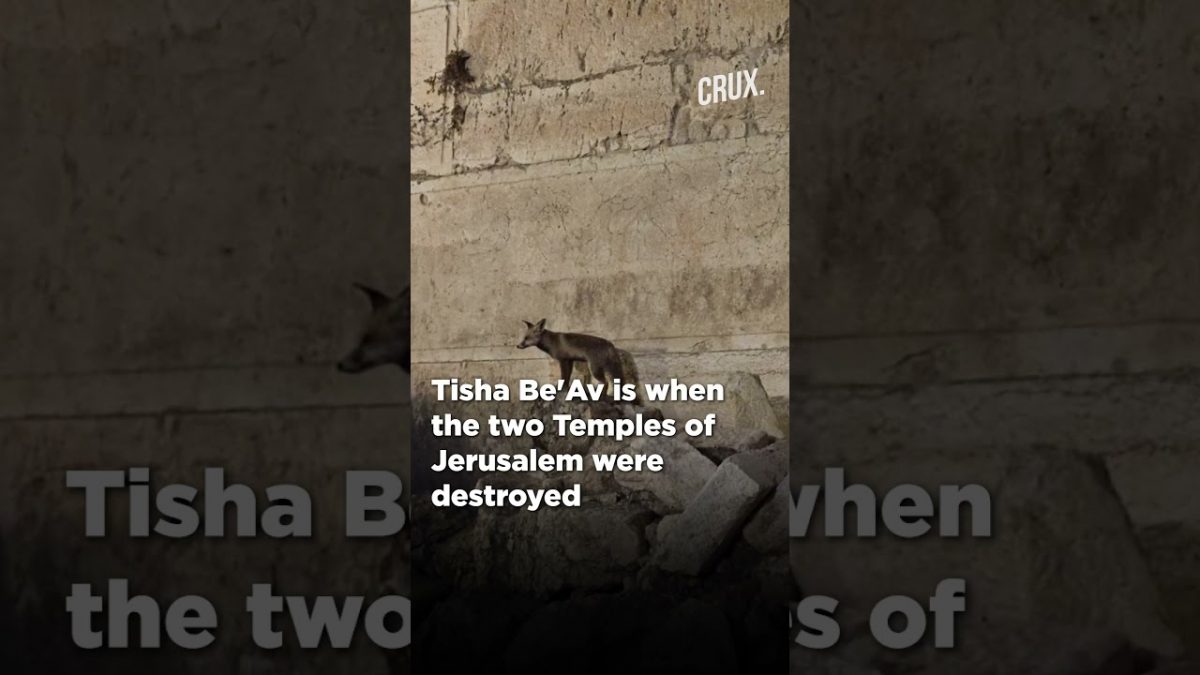 Fox Spotted On Temple Mount In Jerusalem, Social Media Users Cite ...
