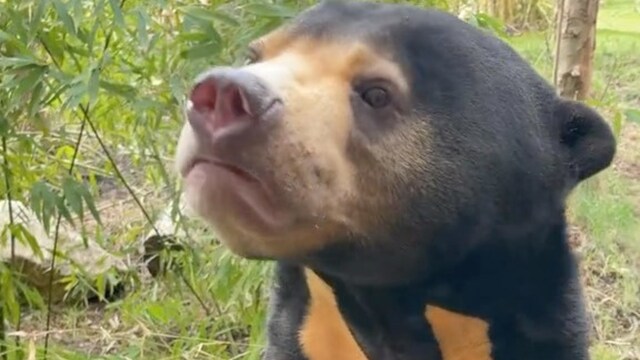 UK Zoo's New Video Might Prove Sun Bears Are Actually 'Real' | Viral ...