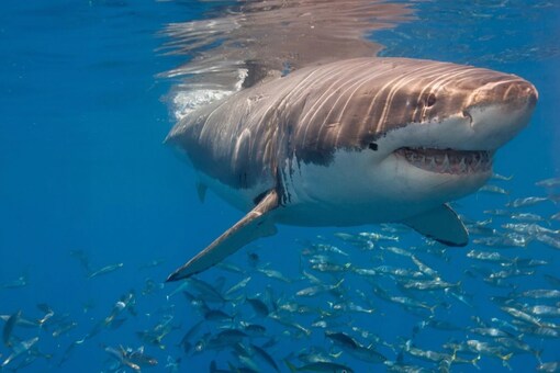 Bone-Chilling Footage: Shark Chasing Its Prey In Shallow Waters ...