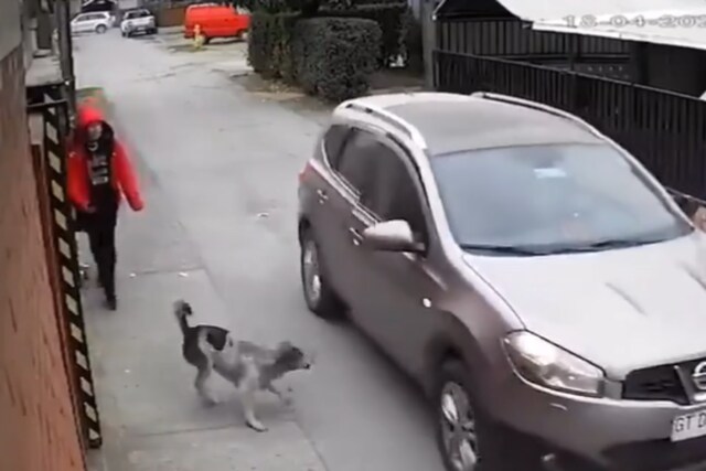 Brave Stray Dog Prevents Kidnapping In Viral Video - News18