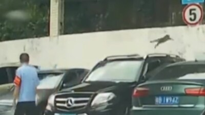 Cat’s Attempt To Climb Wall Has Internet Laughing: 'No One Will Judge ...