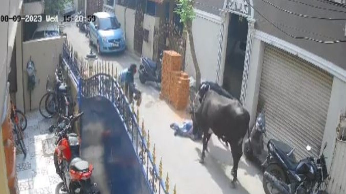 WATCH | Cow Mauls 9-year-old Girl in Chennai, Mother Screams for Help ...