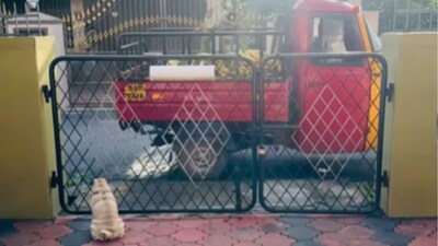 Heart-Melting Viral Video Of Pug Waiting For Banana Seller Will Beat ...