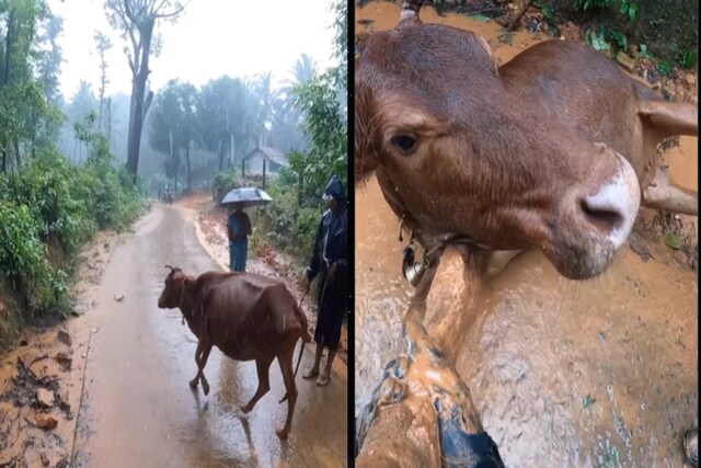 Let Us Take A Moment And Salute This Biker For Saving Mama Cow Stuck In ...
