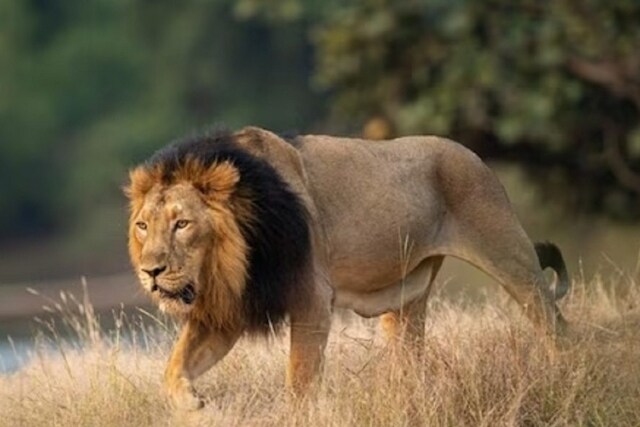 World Lion Day: Lucknow Zoo Awaits New Lion Arrival After Demise of ...