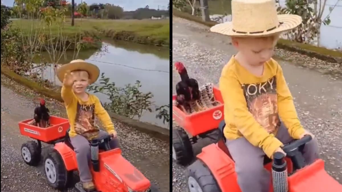 Little Boy's Tractor Ride With Farm Animals Is Reminding Internet Of ...