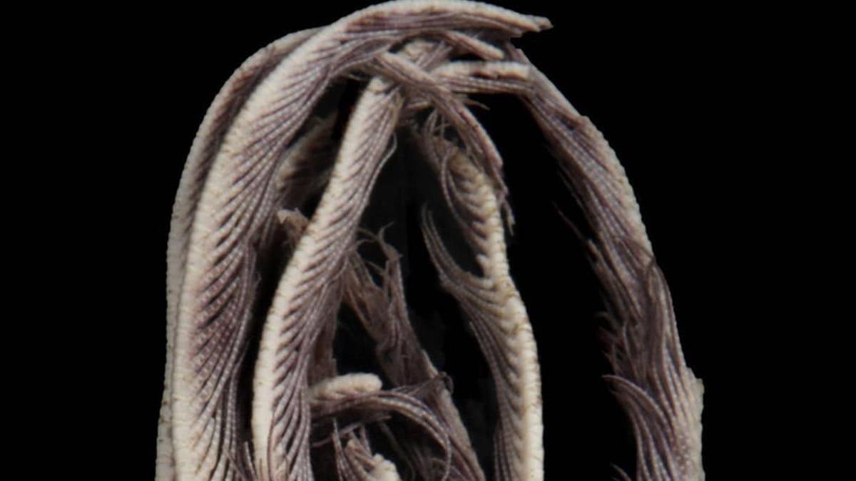 Viral: Strawberry-Shaped Creature With 20 Arms Found In The Antarctic ...