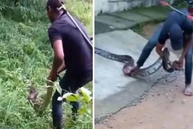 Watch: Eight-Foot Long Python Rescued From A Residential Area In ...