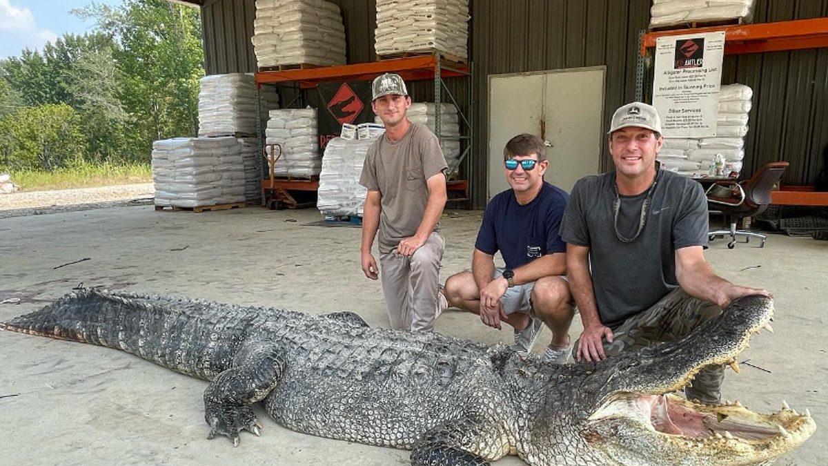 US Hunters Manage To Catch 364 Kg Alligator After Night-Long Struggle ...