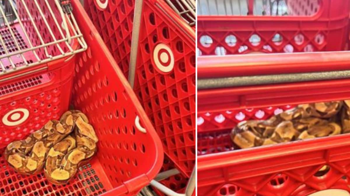 Nothing To See Here, Just A Snake Relaxing In A Shopping Cart At US ...