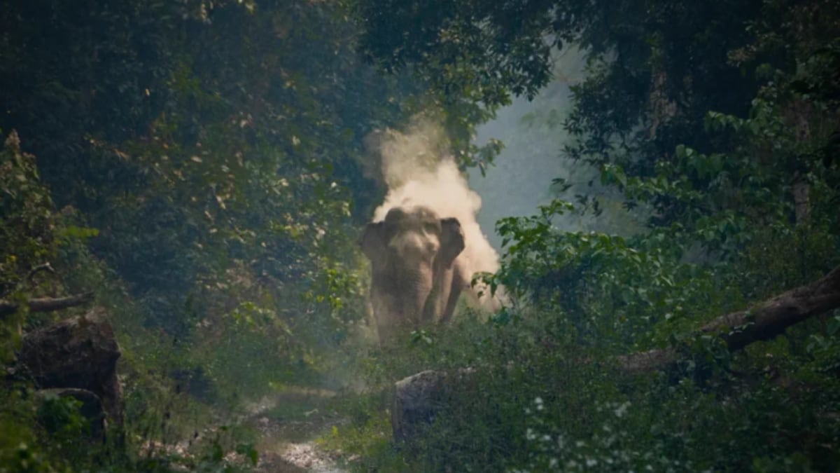 On World Photography Day, This Wild Elephant Image Deserves Your ...