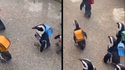 Video Of 'Penguins Going On A Trip' Might Make You Pack Your Bags Too ...