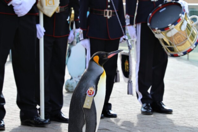 Penguin, Sir Nils Olav, Has The Third-Highest Rank In The Norwegian ...