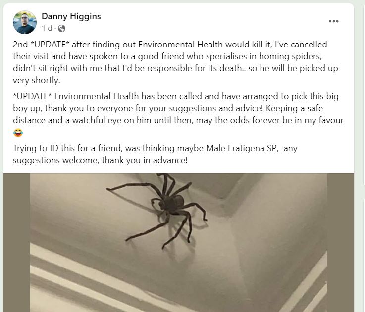 UK Man Spots Giant Spider Inside House But He Doesn’t Want To Kill It ...