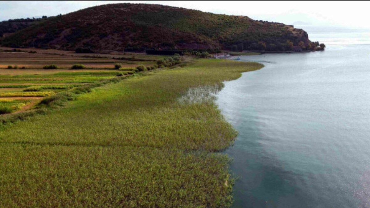 Archaeologists Uncover Europe's Oldest Stilt Village | Viral News - News18