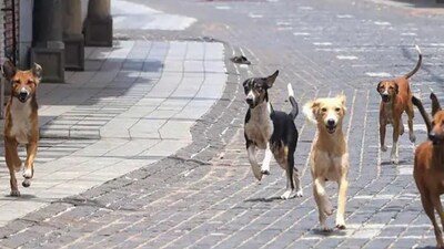 Continue Sterilisation & Immunisation of Stray Dogs as It’s an ...
