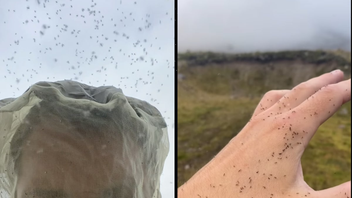 This Company Is Looking For Volunteers To Face 8 Hours Of Midge Bites ...
