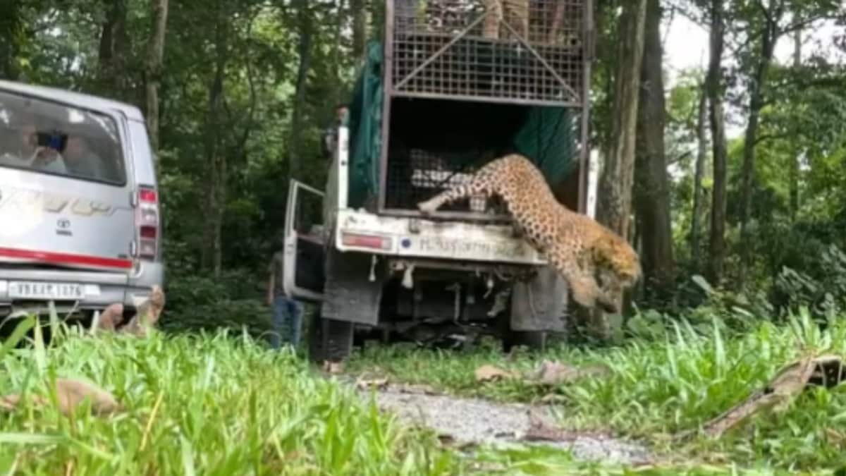 This Leopard’s ‘Back To Freedom’ Moment Is The Best Thing On The ...