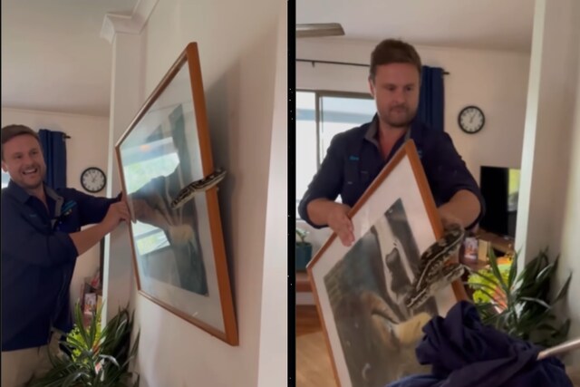 In Less Than A Minute, Snake Catcher Removes Python Hiding Behind A ...