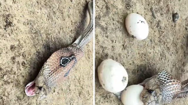 Snake Vomiting Eggs Grabs Attention In Viral Video Amid Sawan ...
