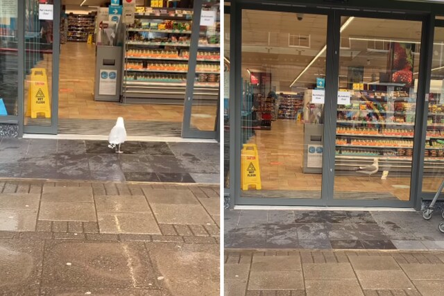Watch It To Believe It: This Seagull Just Walked Into A Store To Grab A ...
