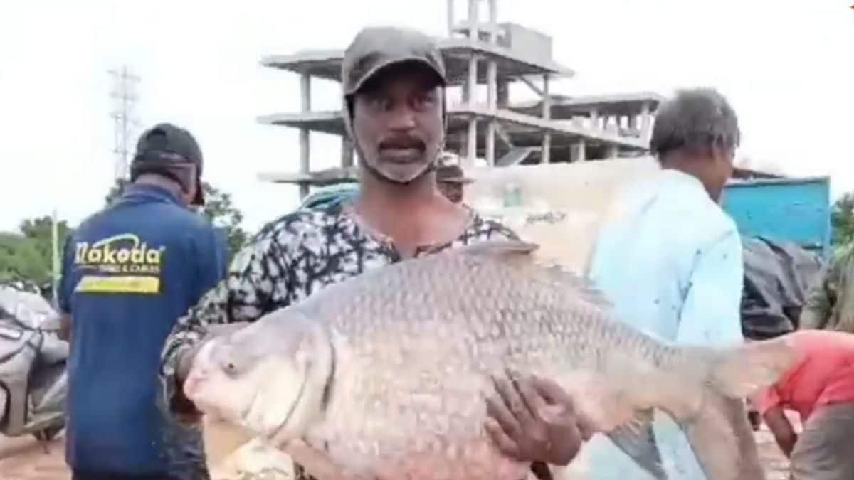 Fish Weighing Upto 15 KG Found In Telangana’s Vemulawada Temple Pond ...