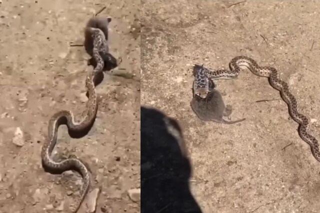 Video Of Rat Chewing Its Way Out Of Snake After Being Swallowed Leaves ...