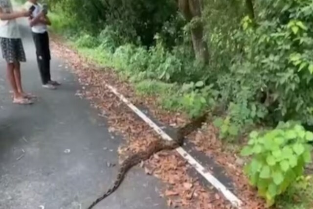 This Video Of Giant Python Crossing The Road Will Scare You - News18