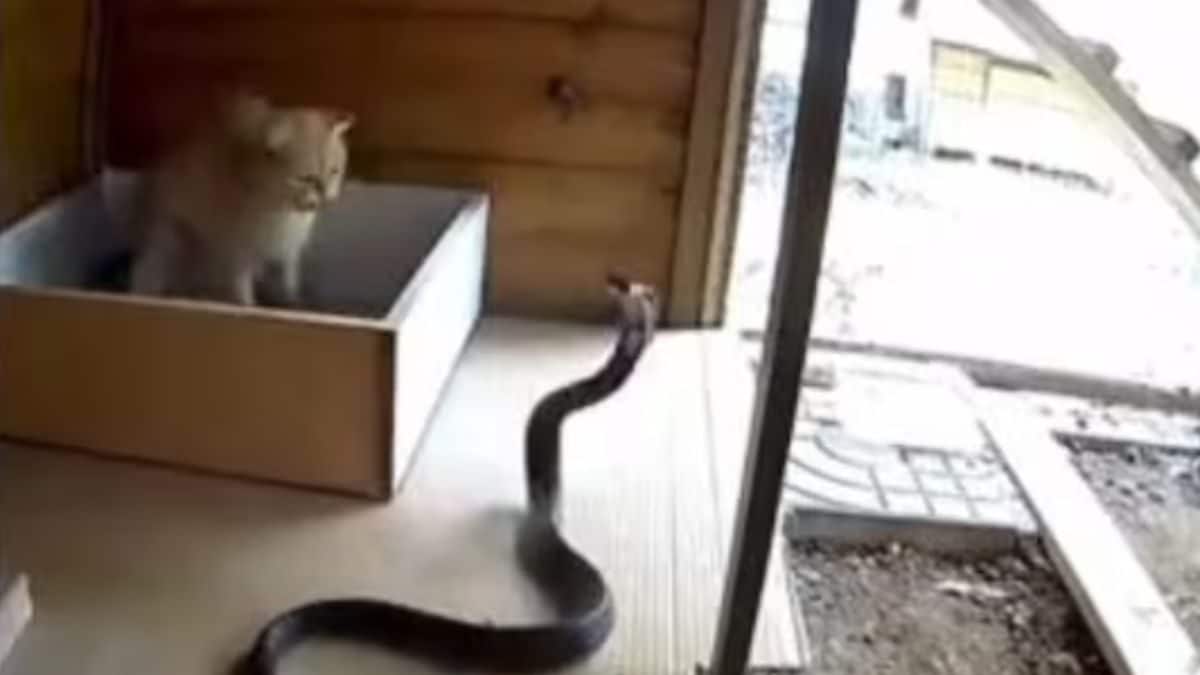 Viral Video Captures Incredible Cat And Snake Showdown | Viral News ...