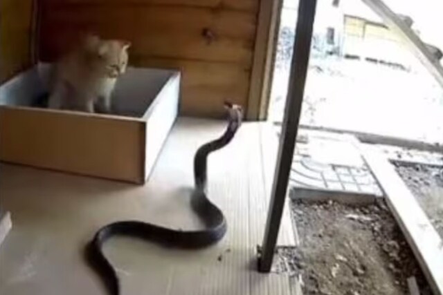 Viral Video Captures Incredible Cat And Snake Showdown - News18