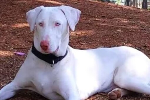 Have You Heard Of Rajapalayam Dog Breed? The Fierce Guardian And Noble ...