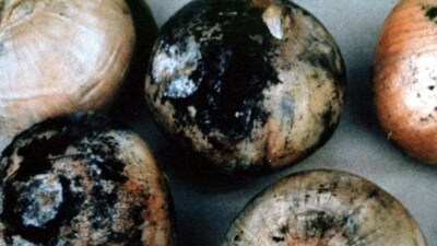 Did You Know Black Moulds On Onions Can Be Toxic And Casue Allergic ...