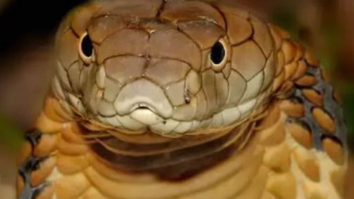 How The World’s Largest And Deadliest Snake Was Killed During World War ...