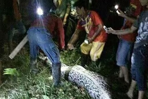 When A 23-Feet Python Swallowed Indonesian Farmer In One Go - News18