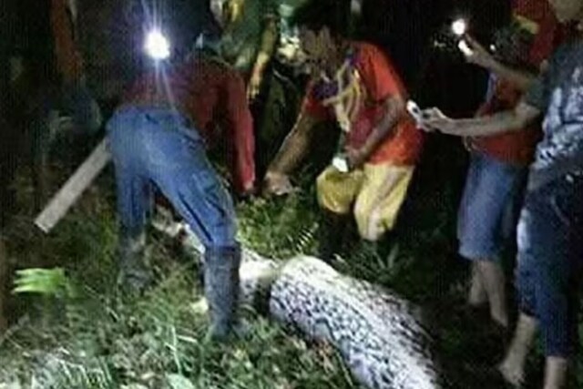 When A 23-Feet Python Swallowed Indonesian Farmer In One Go - News18