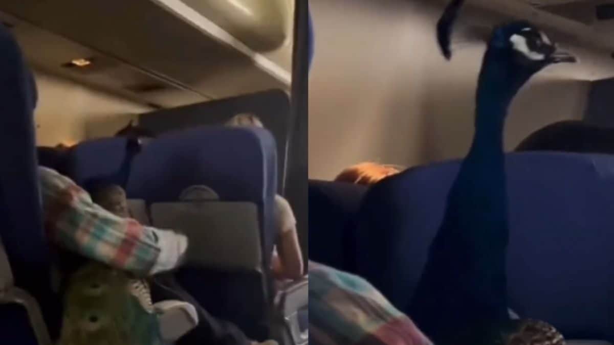 Did It Really Happen? Video Shows Woman Bringing Peacock Onboard Flight ...