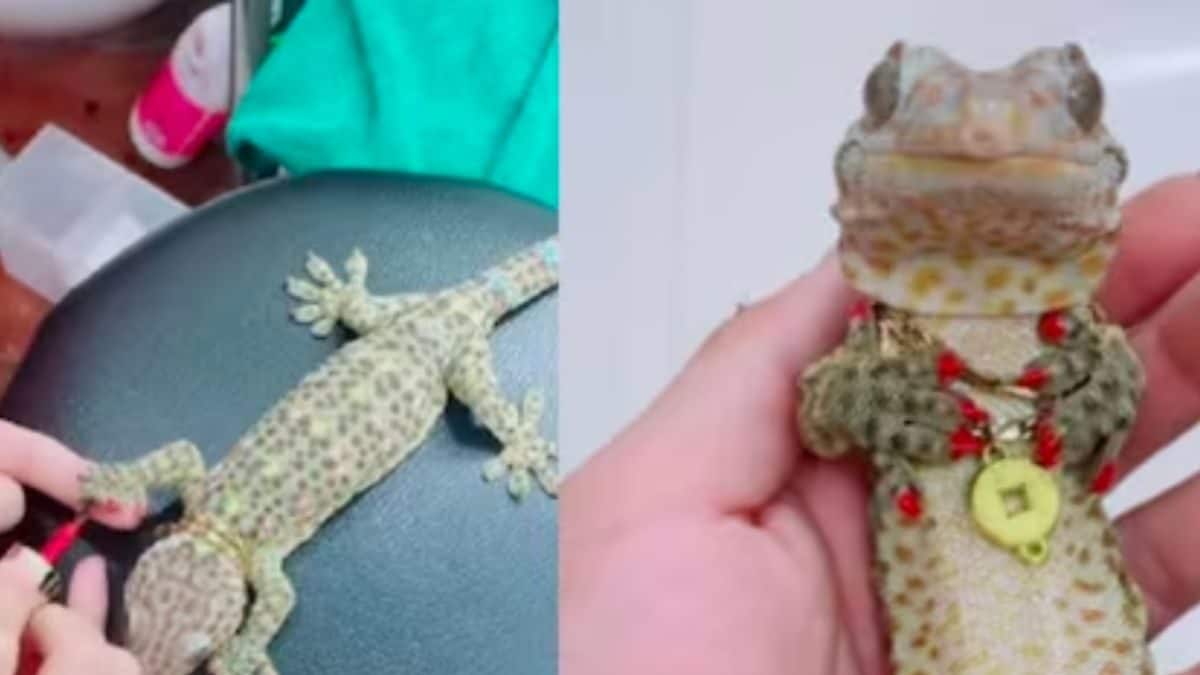 Woman Grooms Lizard With Nail Paint And Gold Jewellery, Internet Reacts ...