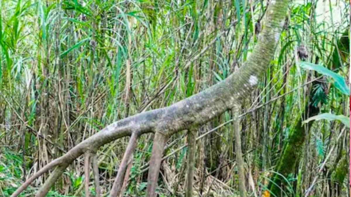 These Palm Trees In Ecuador Walk 20 Metres Every Year; Know More ...