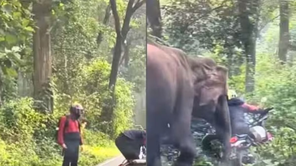 Watch: Elephant Attacks Bikers In Wayanad, Internet Disappointed For ...