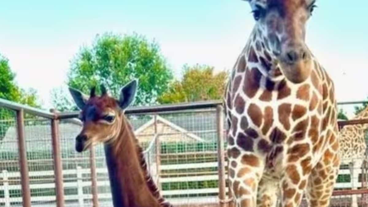 Completely Brown Giraffe Born In US Zoo Is The Only Spotless One In The ...