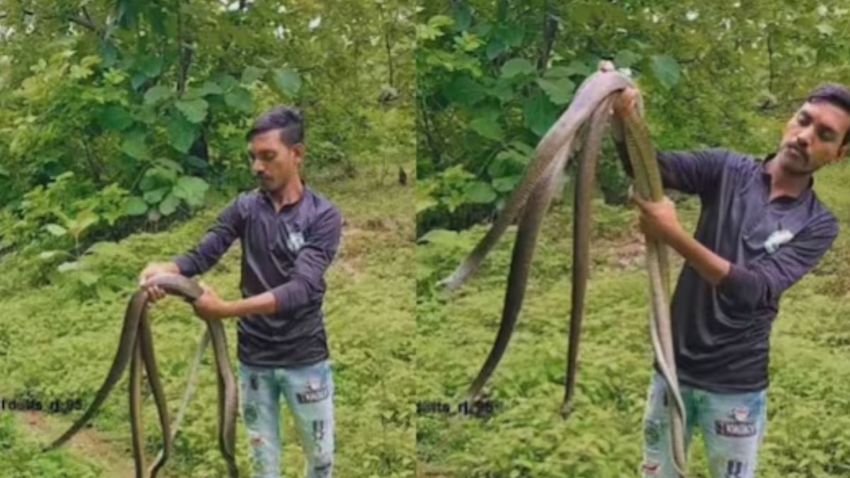 Watch: Man Holds Not One Or Two, But Three Cobras With Bare Hands ...