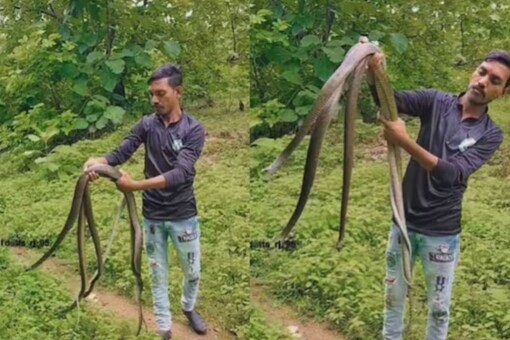Watch: Man Holds Not One Or Two, But Three Cobras With Bare Hands - News18