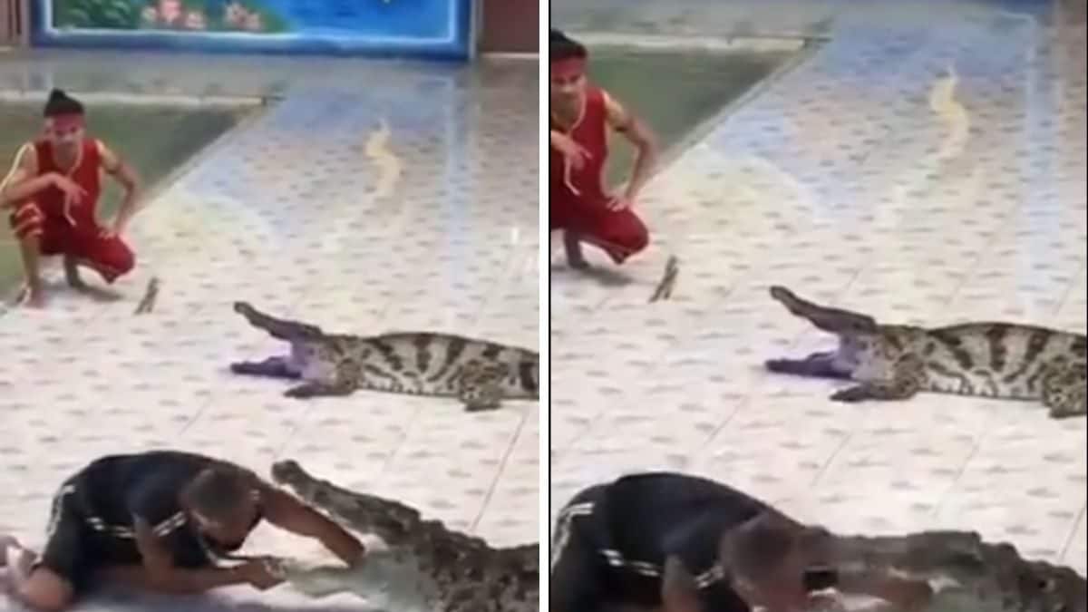 Man Tempts Fate By Putting Hand Inside Crocodile's Mouth; Here's What ...