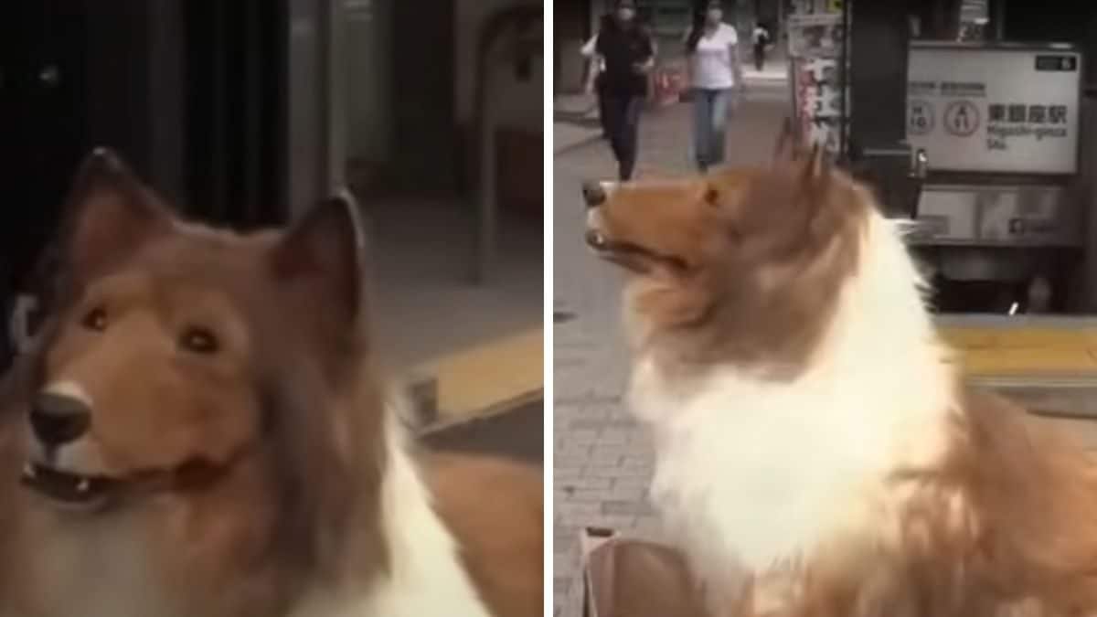 'There Are Others Like Me': Japanese Man Who Now Lives A Dog's Life ...