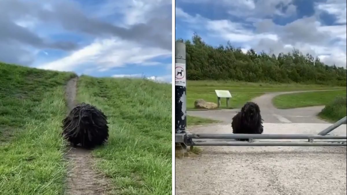 Watch: This Dreadlock Dog Is Looking Straight Out Of A Horror Film ...