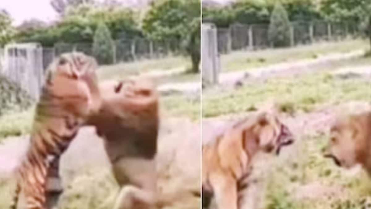 Video Shows Lion And Tiger In Fierce Fight, Internet Divided On Who's ...